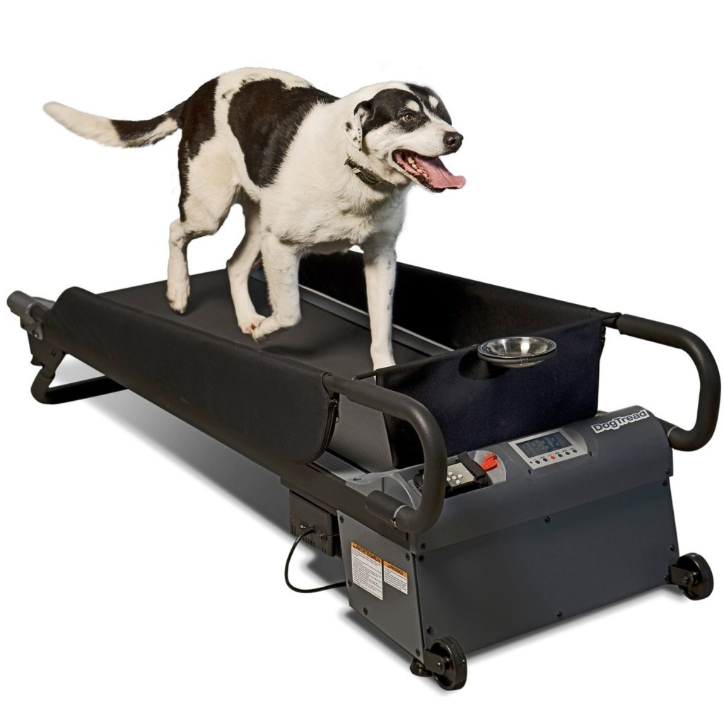 Laufband F r Hunde Ist Das Sinnvoll ExpertenTesten de laufband-f-r-hunde-ist-das-sinnvoll-expertentesten-de