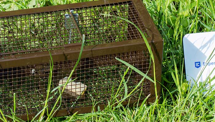 Mausefalle Test + Vergleich im Juli 2020 ᐅ Top 9